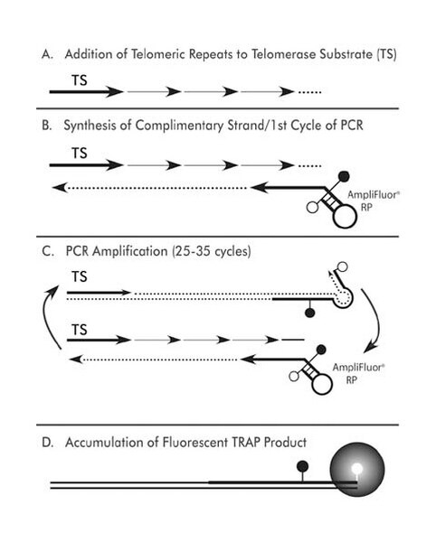 TRAPeze® XL Telomerase Detection Kit | S7707